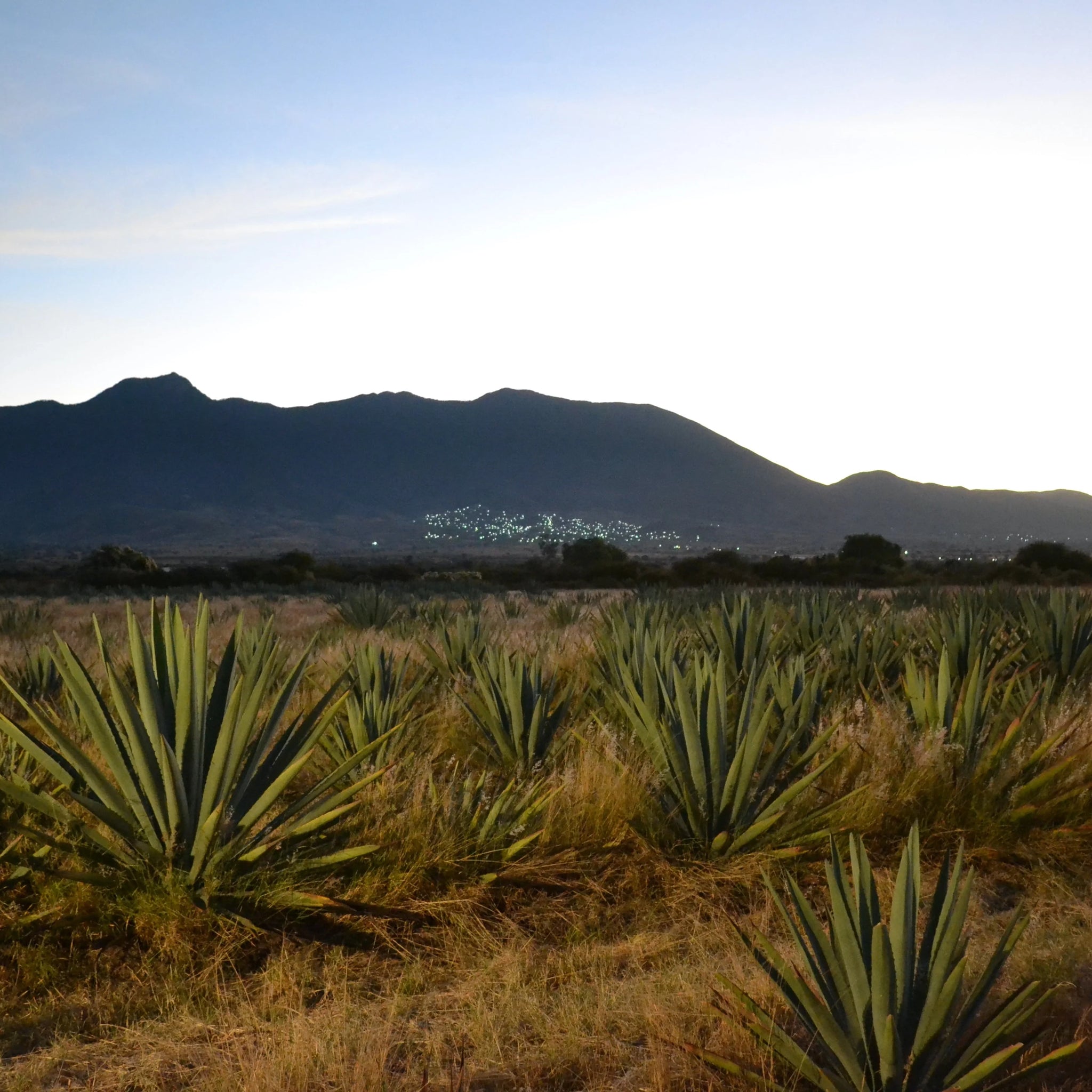 Discover the Aztec's Sacred Agave Plant | Tequila Mythology